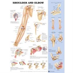 Buy Shoulder/Elbow Poster 20" X 26" Styrene